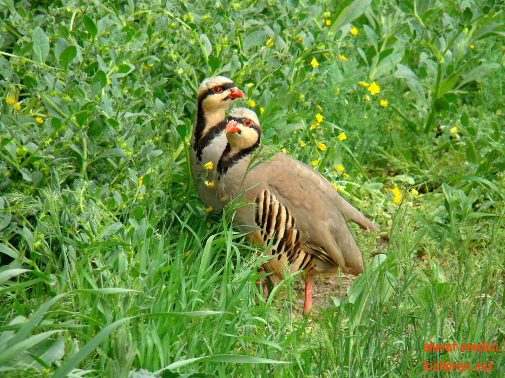 keklik #57809 - uludağ sözlük galeri